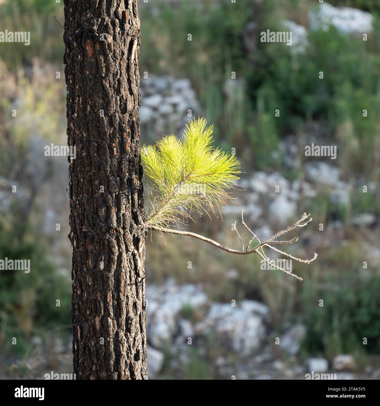 Bushfire wildfire regeneration regrowth hi-res stock photography and ...
