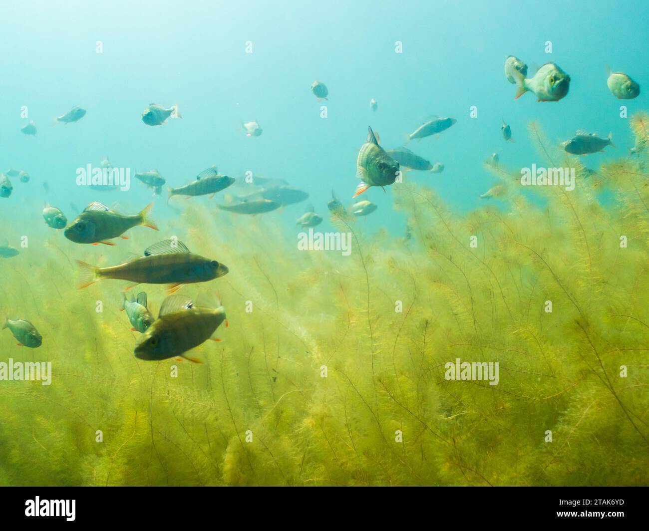 School of perch swimming above water-milfoil aquatic plants in lake ...