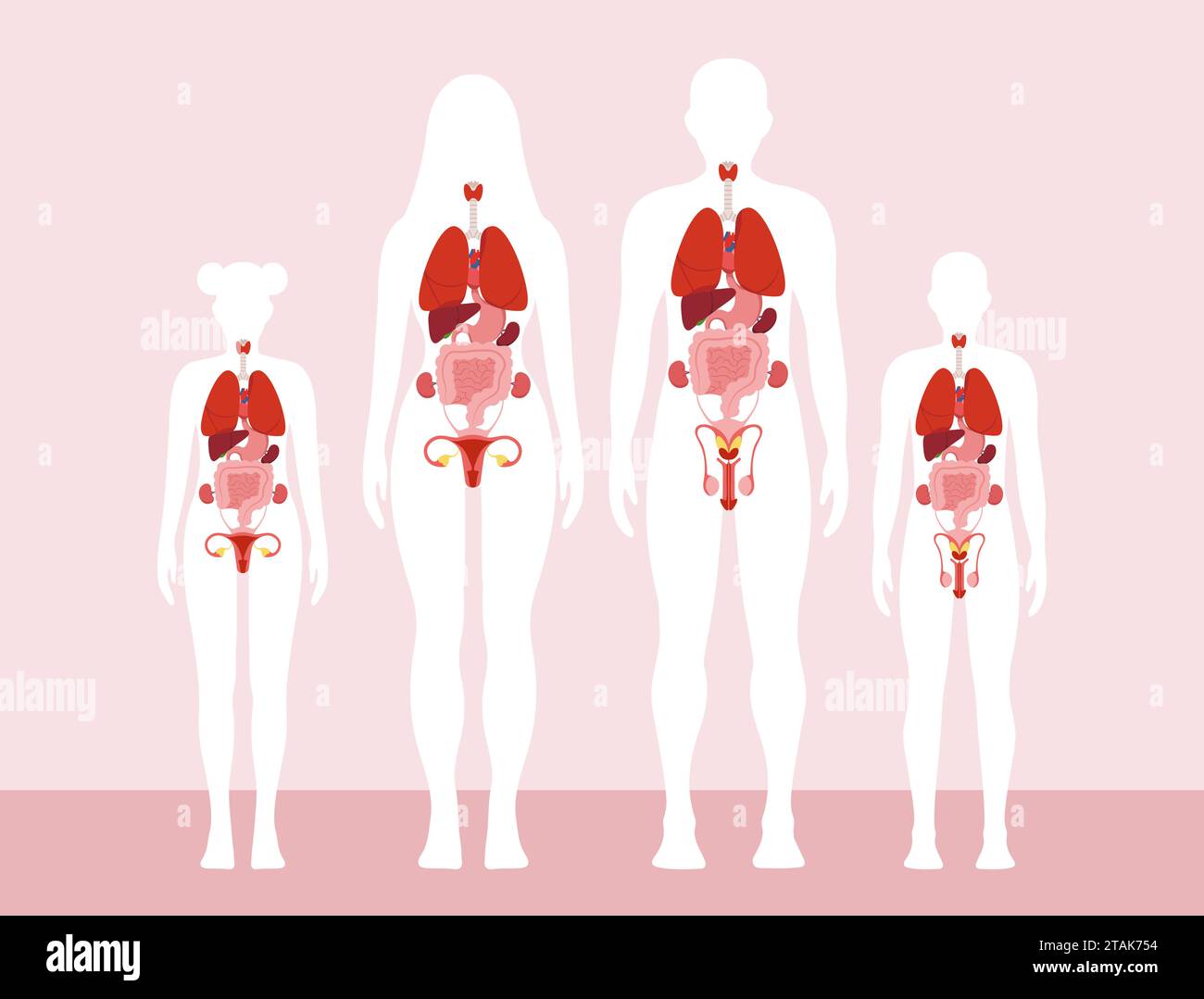 Human Anatomy Organs Vector Concept Stock Vector Image And Art Alamy 7712