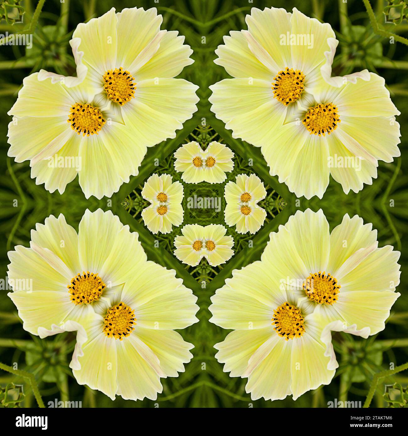 Kaleidoscope of a flower Stock Photo - Alamy