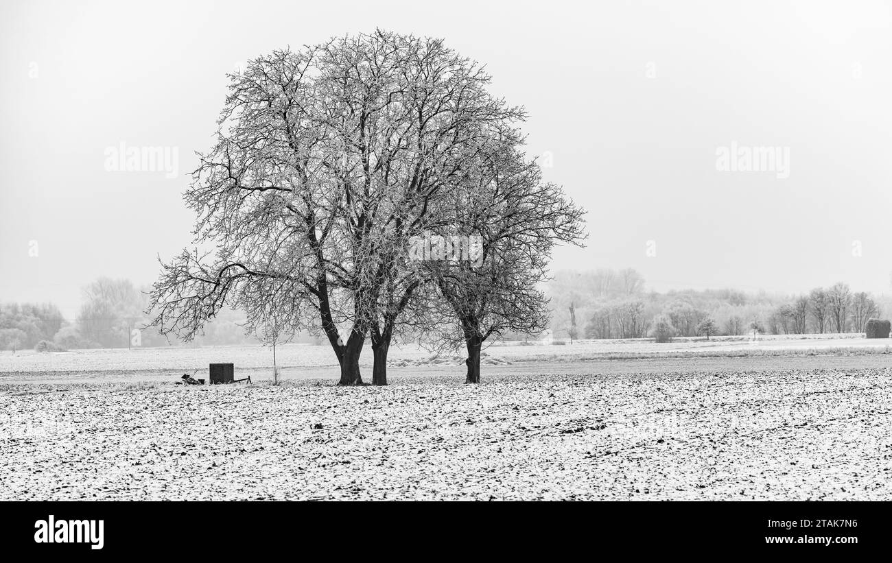 A tree in the field with many branches in ice and snow in winter in ...