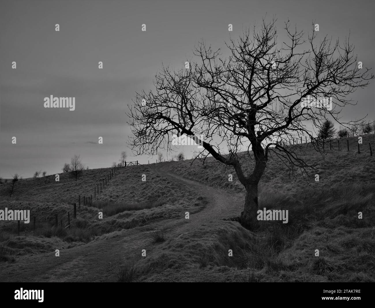 Philosophy of Yin and Yang concept light and dark male and female ...