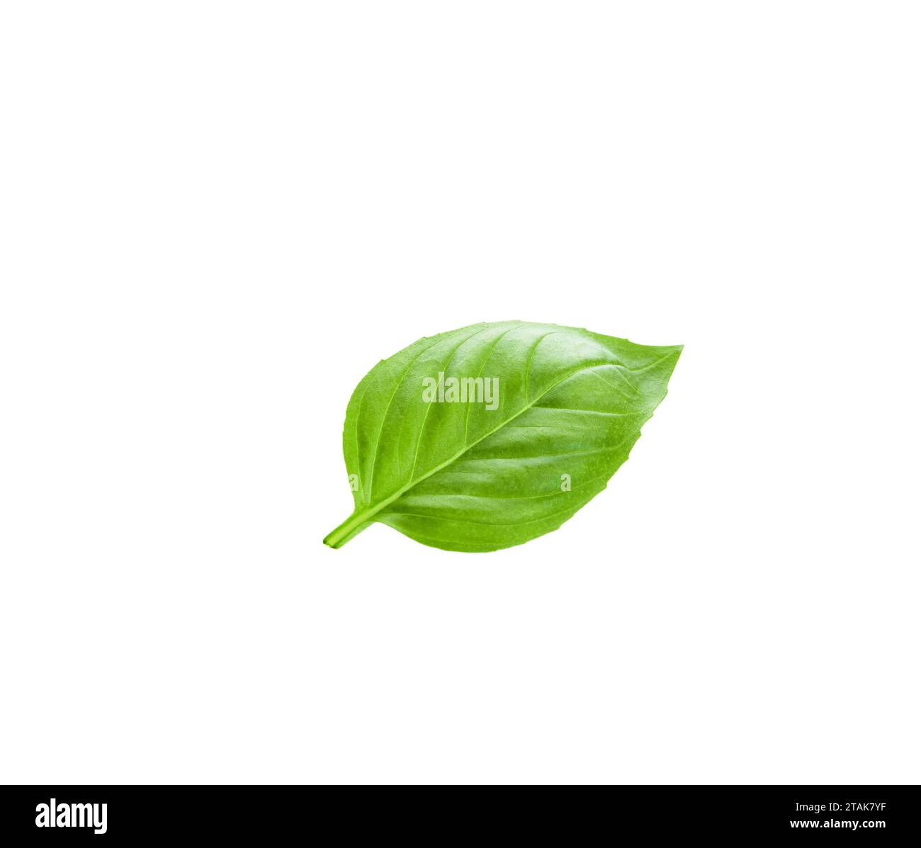 Basil isolated. Basil green fresh leaf flat lay isolated on white background. Few pieces or ...