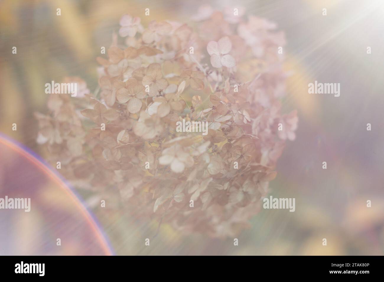 Panicle inflorescence hi-res stock photography and images - Alamy