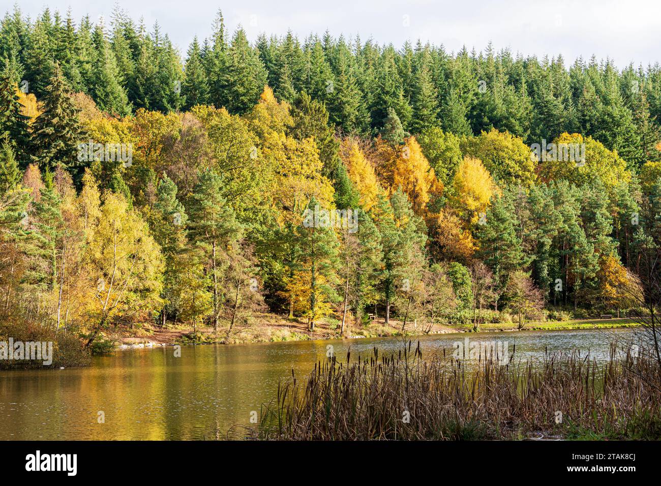 Autumn colours in the Royal Forest of Dean - Mixed woodland at Mallards ...