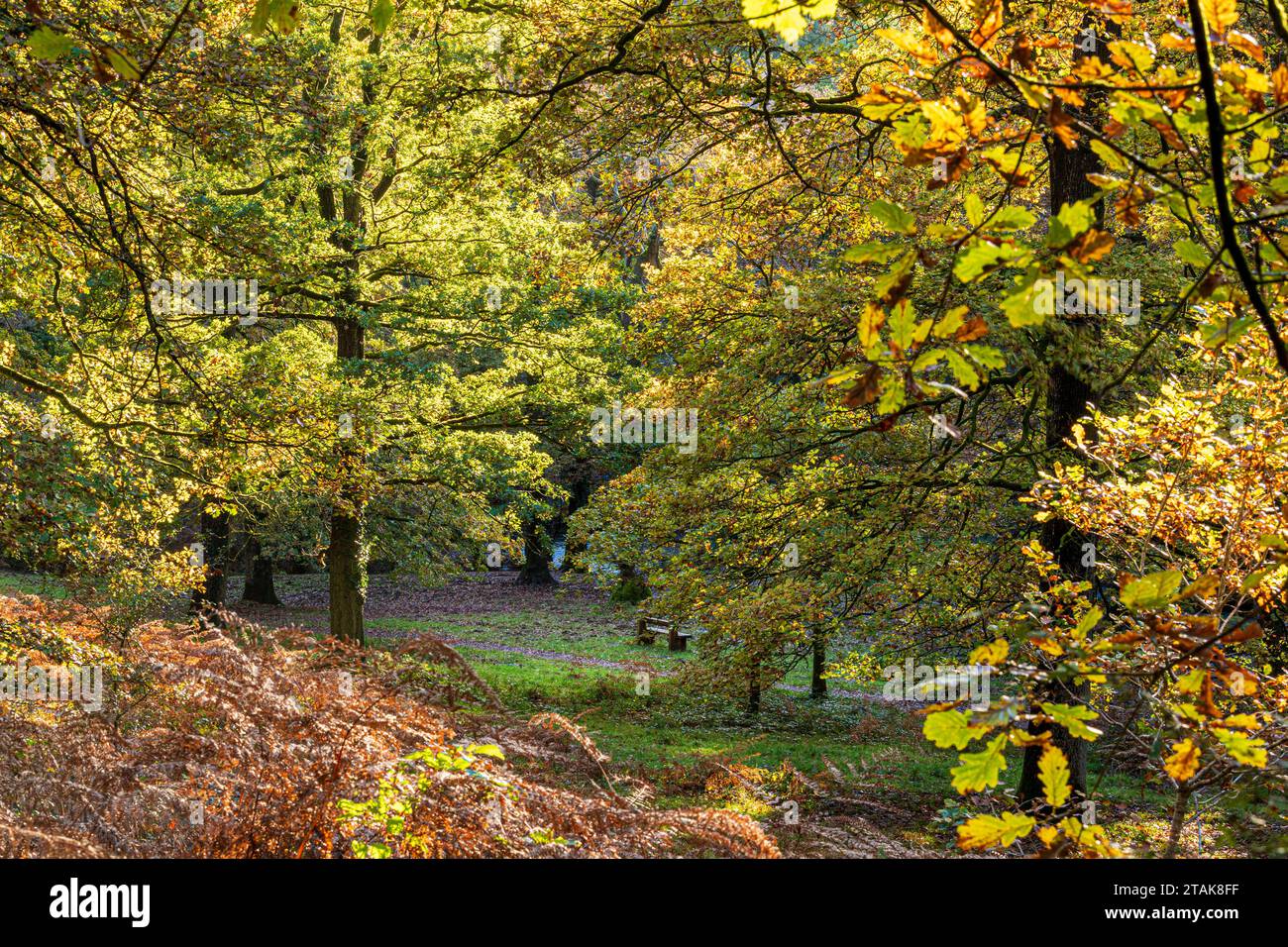 Autumn colours in the Royal Forest of Dean - Oak trees at Wenchford ...