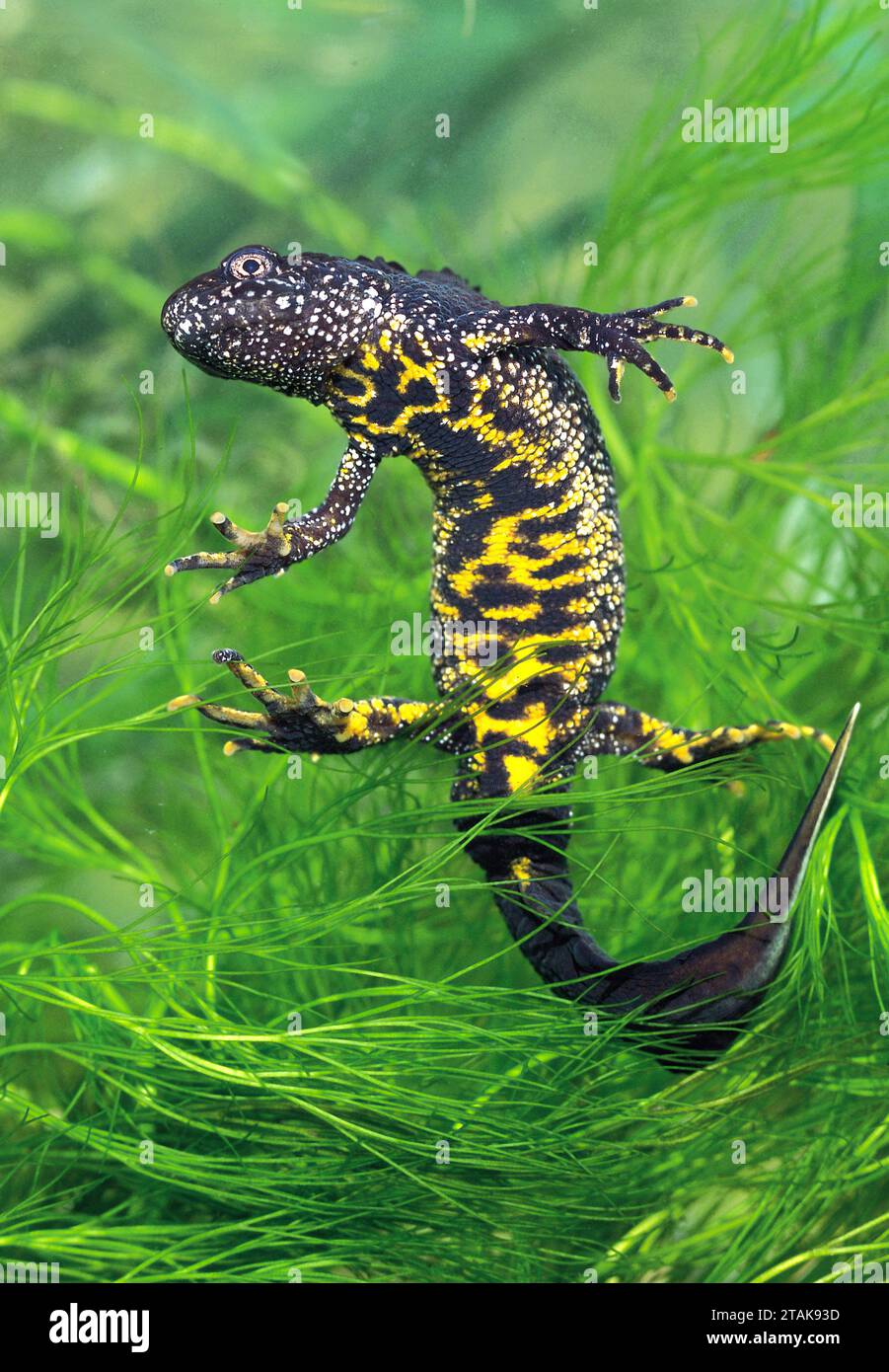 Northern Crested Newt Stock Photo - Alamy