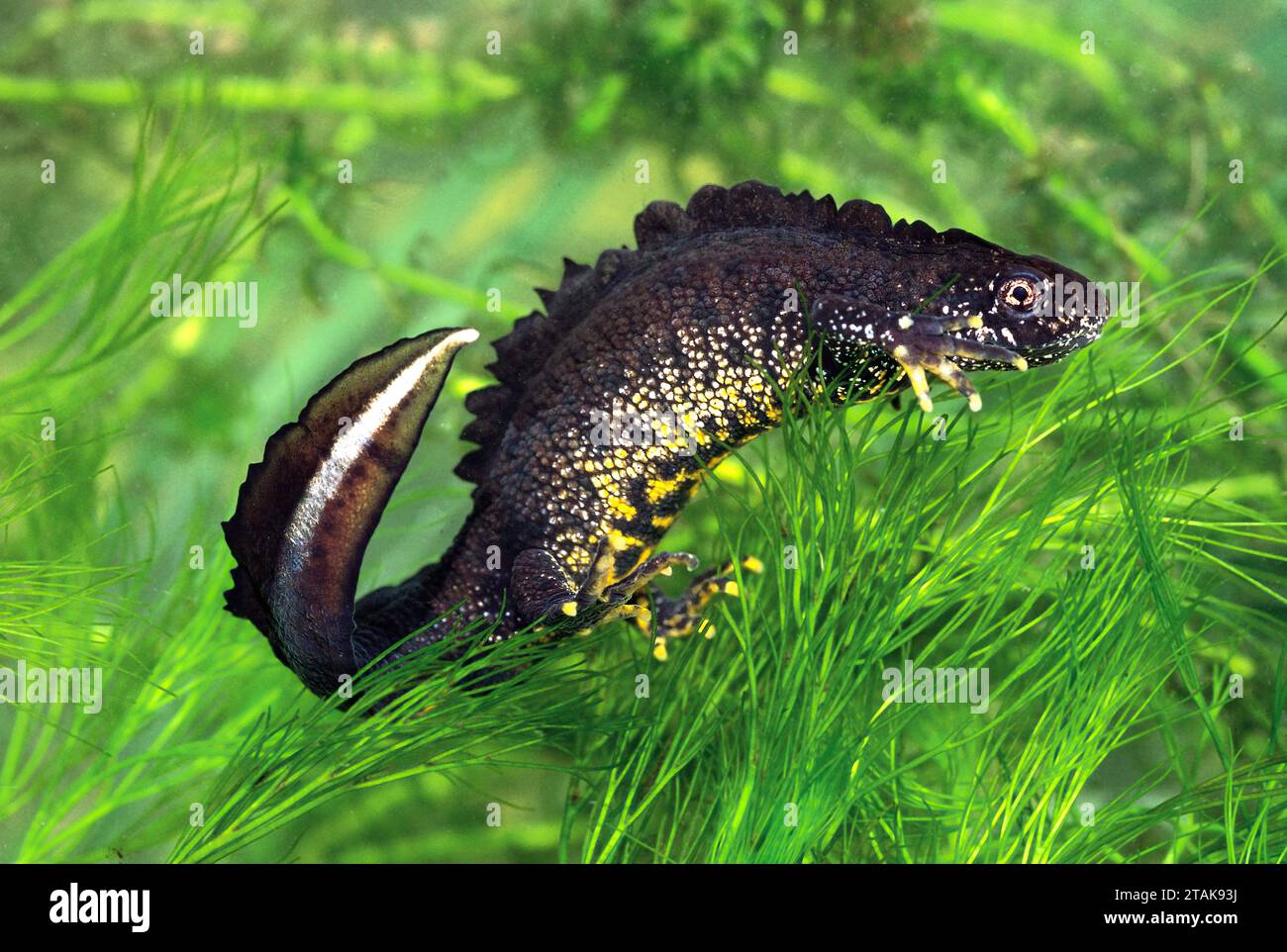 Great Crested Newt Stock Photo - Alamy