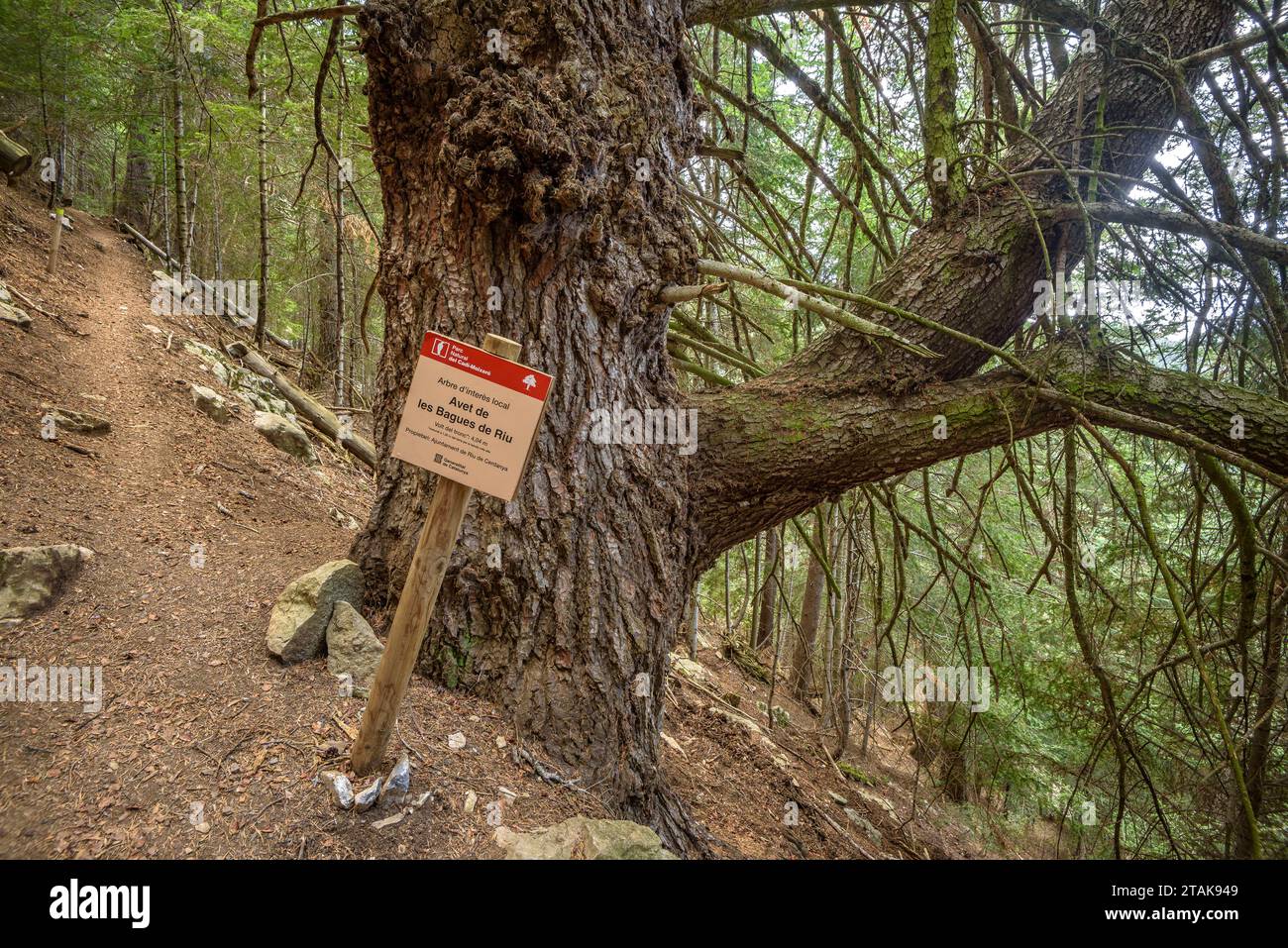 Itinerary route of the Riu fir forest from the Serrat de les Esposes ...