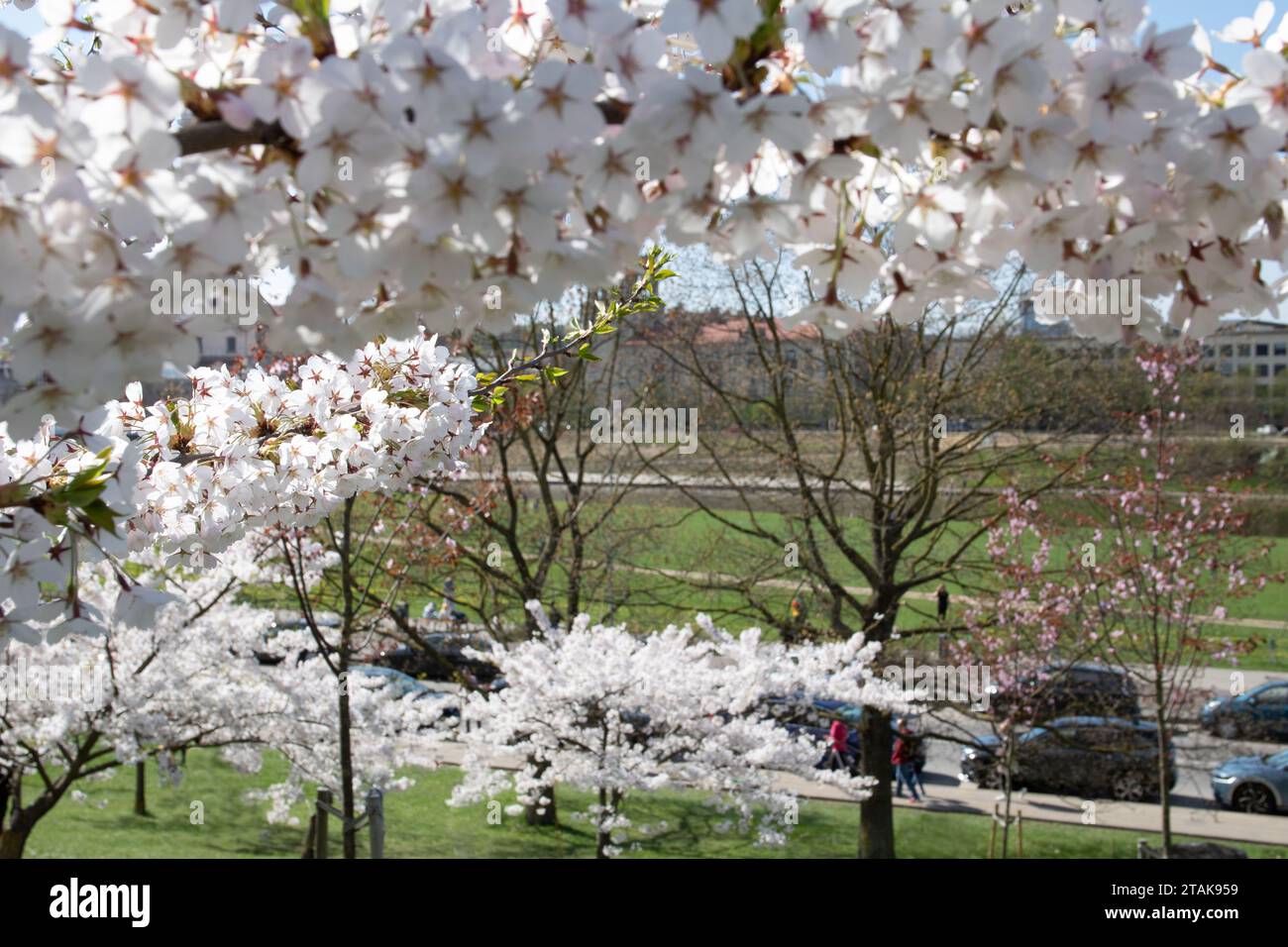 photo, springtime, blossom, cherry blossom, public park, horizontal ...