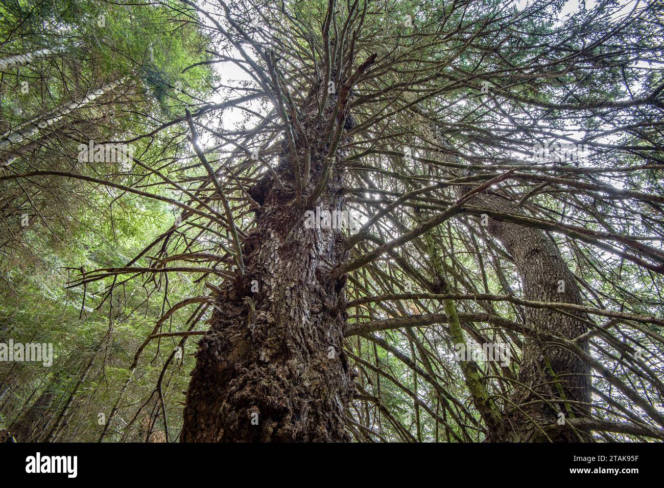 Itinerary route of the Riu fir forest from the Serrat de les Esposes ...