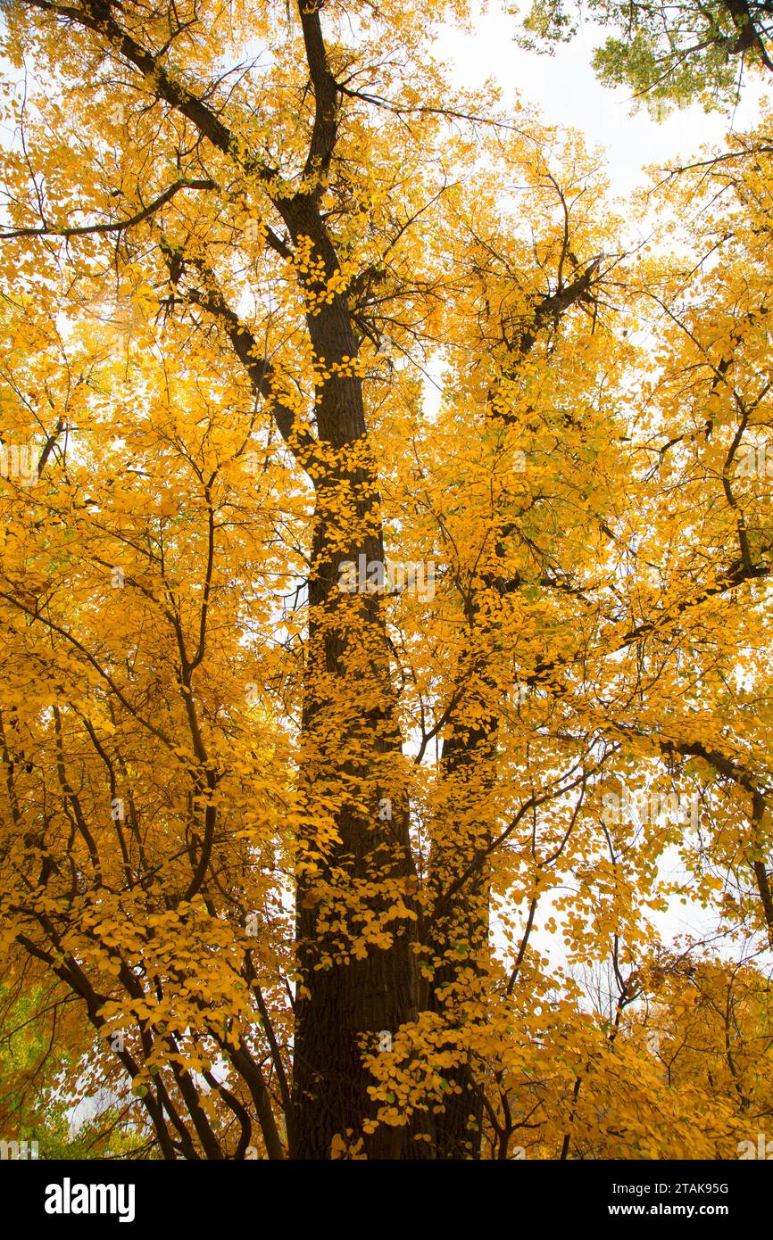 Autumn cottonwoods, Fahlgren Memorial Park, Lewis and Clark National ...