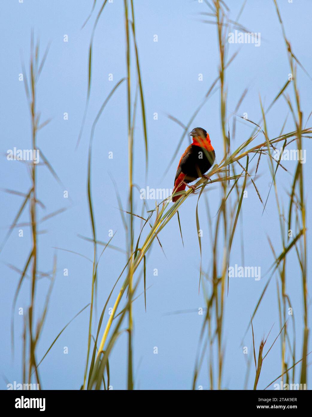 Southern Red Bishop bird, Euplectes orix in Murchison Falls National ...