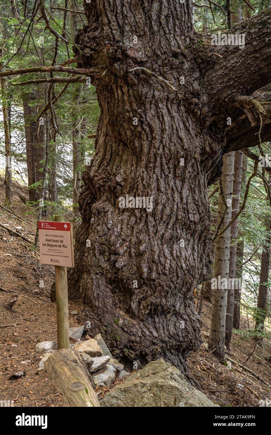 Itinerary route of the Riu fir forest from the Serrat de les Esposes ...