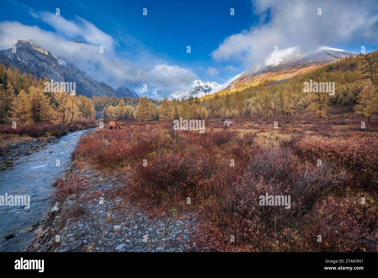 Southern siberia trees hi-res stock photography and images - Alamy