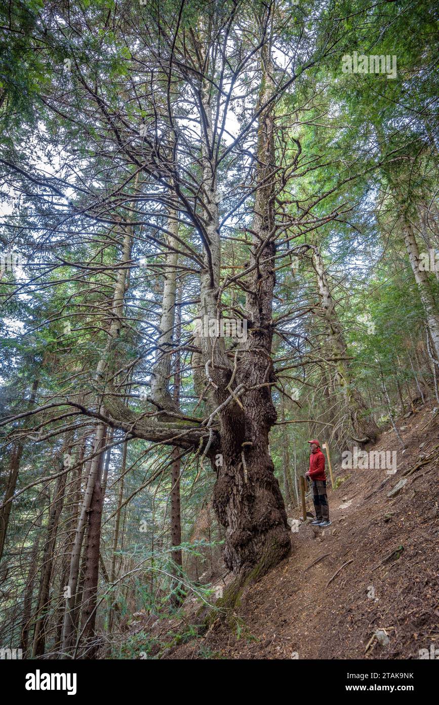 Arbre monumental espagne hi-res stock photography and images - Alamy