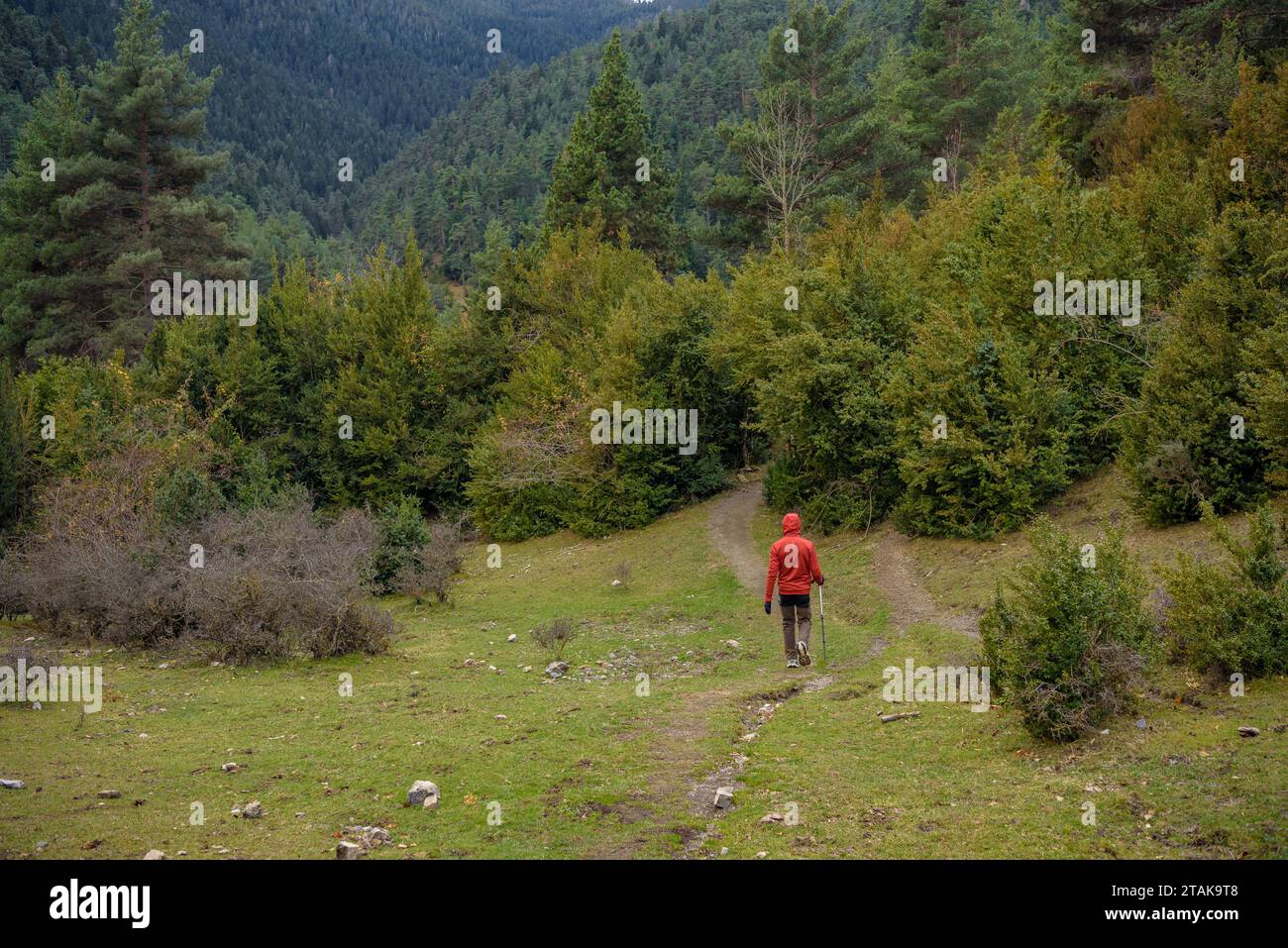 Route - itinerary of the Riu fir forest, from the Serrat de les Esposes ...