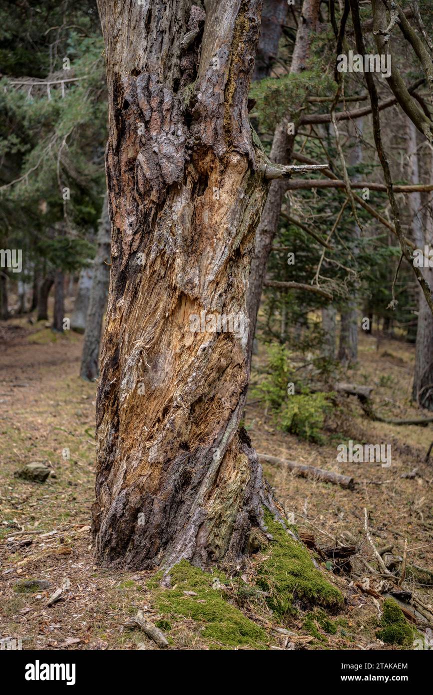 árbol del bosque de otoño hi-res stock photography and images - Alamy