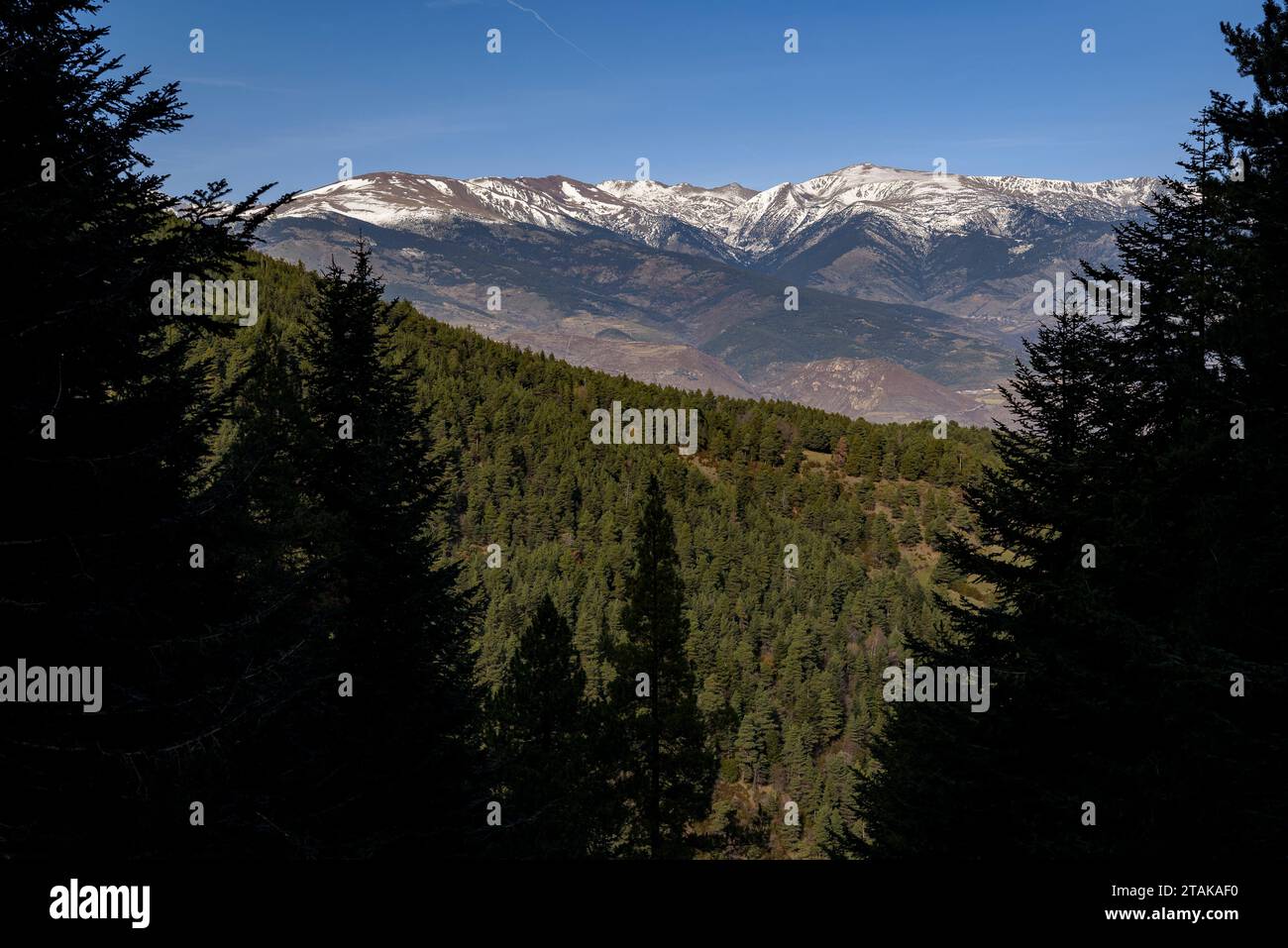 Route - itinerary of the Riu fir forest, from the Serrat de les Esposes ...