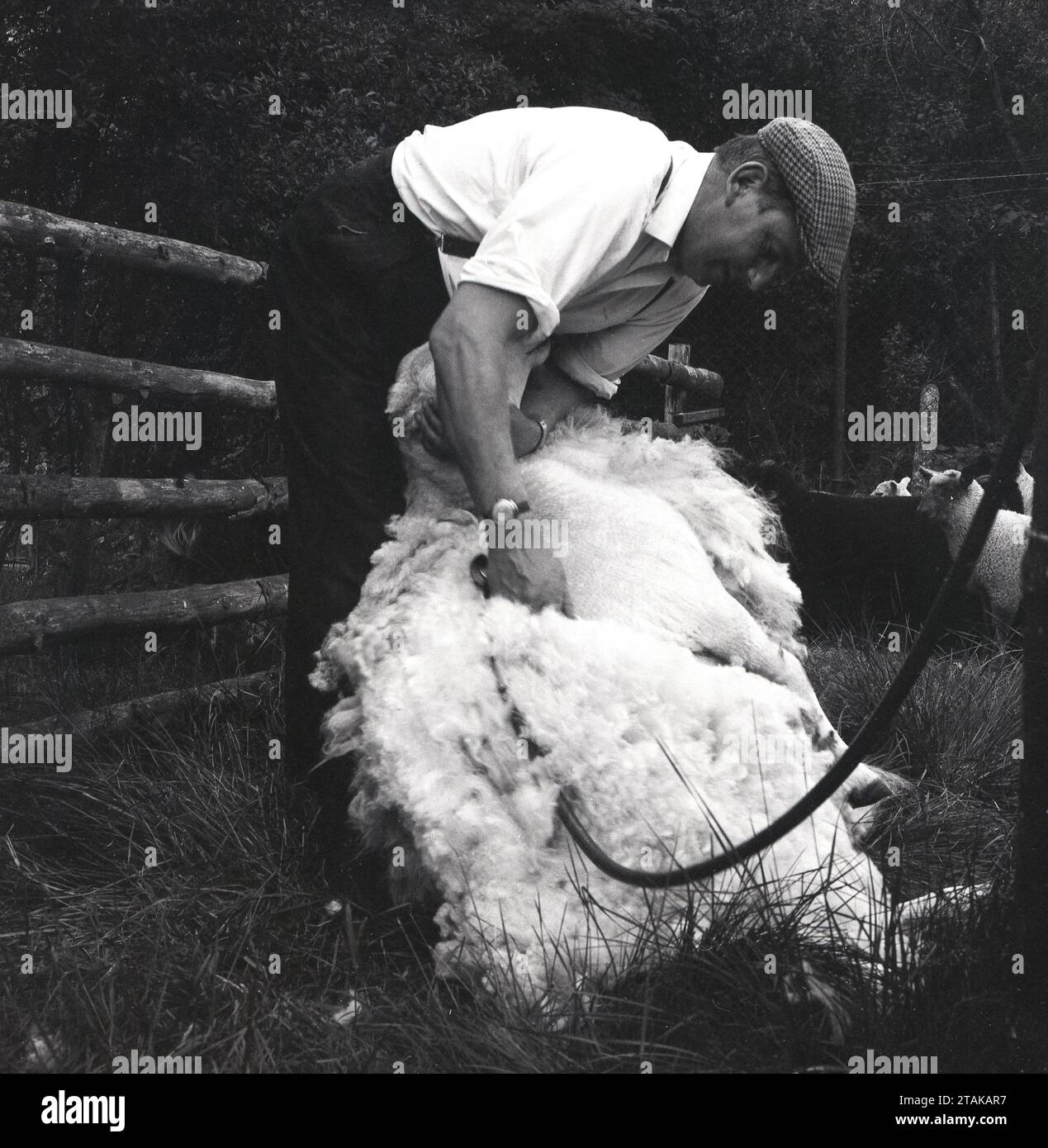 Sheep shearing historical hi-res stock photography and images - Alamy