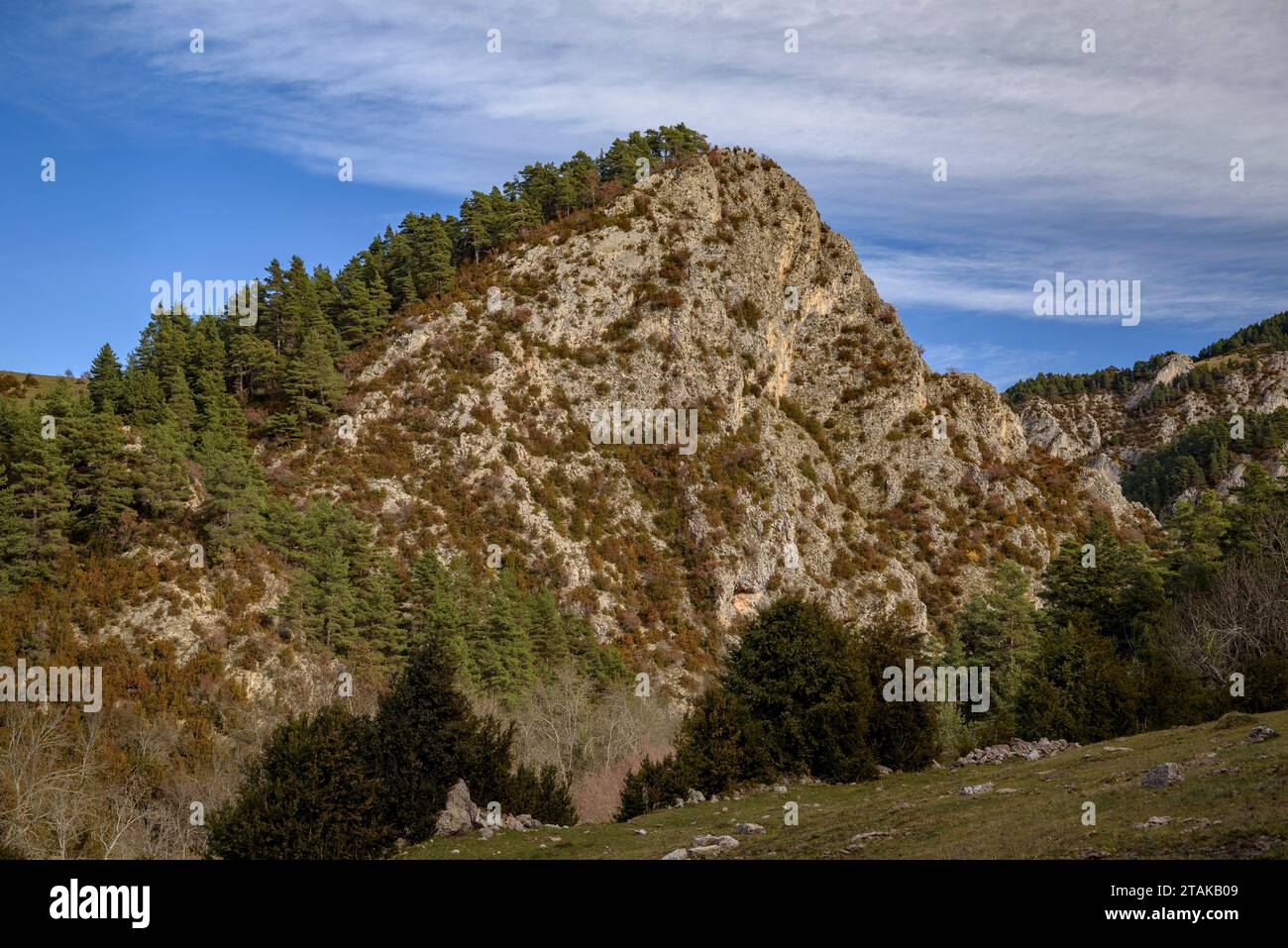 Serrat de les Esposes seen from the itinerary to the monumental trees ...