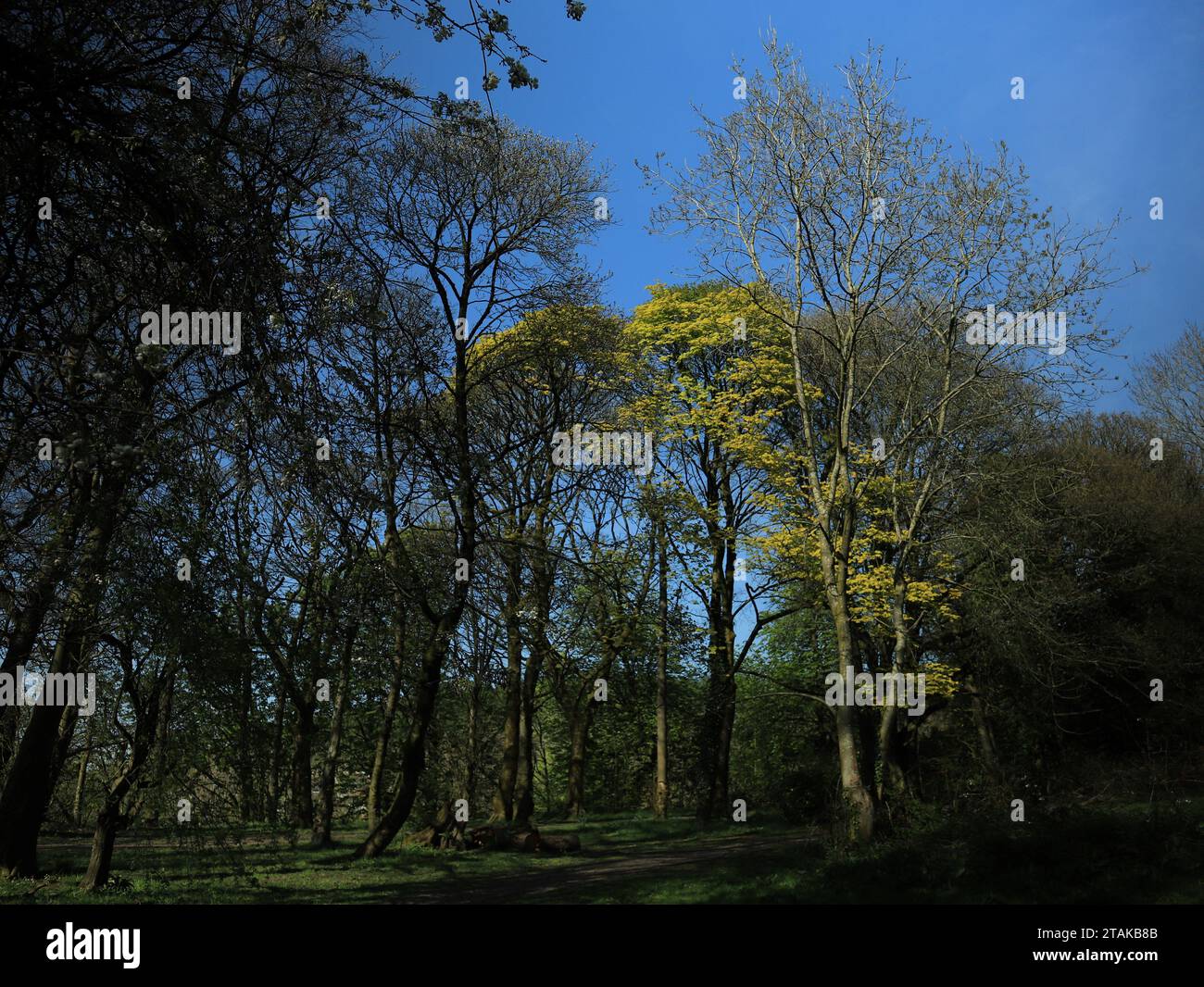 Shade of Blue captures the onset of summer slender trees bestowed ...