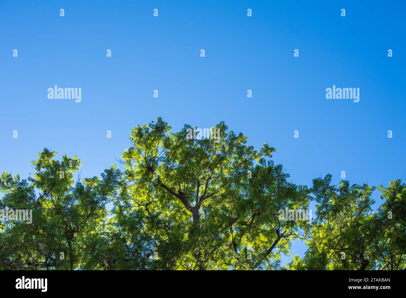 Backlit Jacaranda Tree Crown - Jacaranda mimosifolia Stock Photo - Alamy
