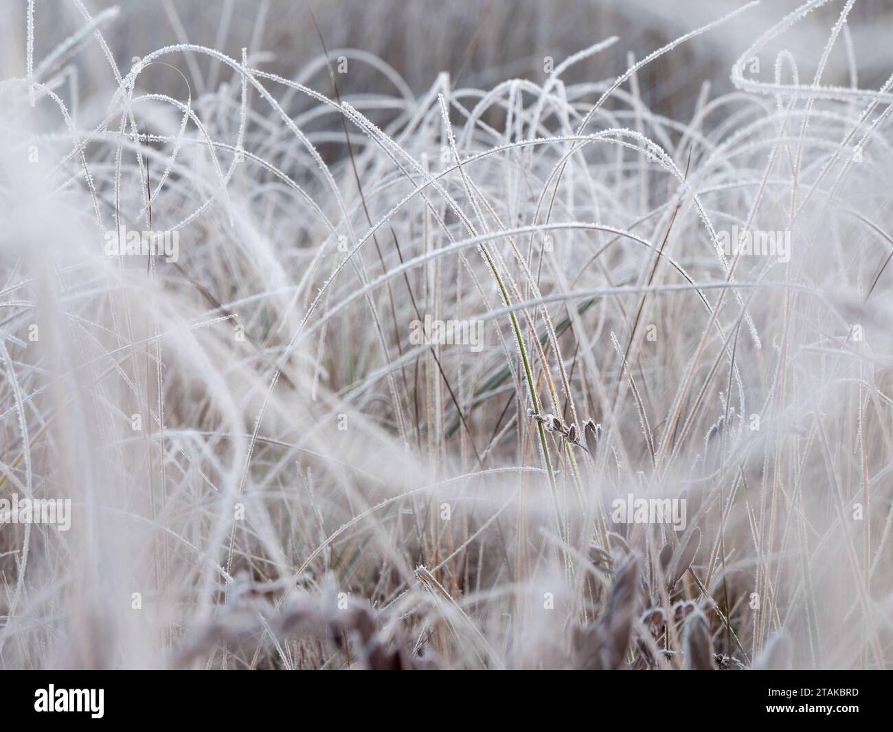 Frosty sedge at freezing wetland Stock Photo - Alamy