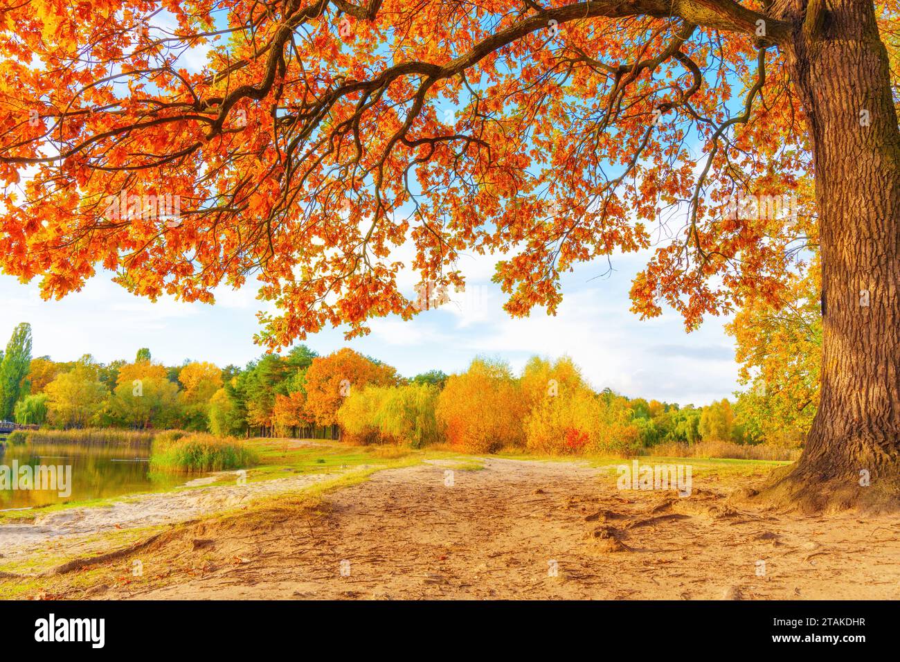 Fall scenery under the branches of a pigmented oak tree by the pond ...