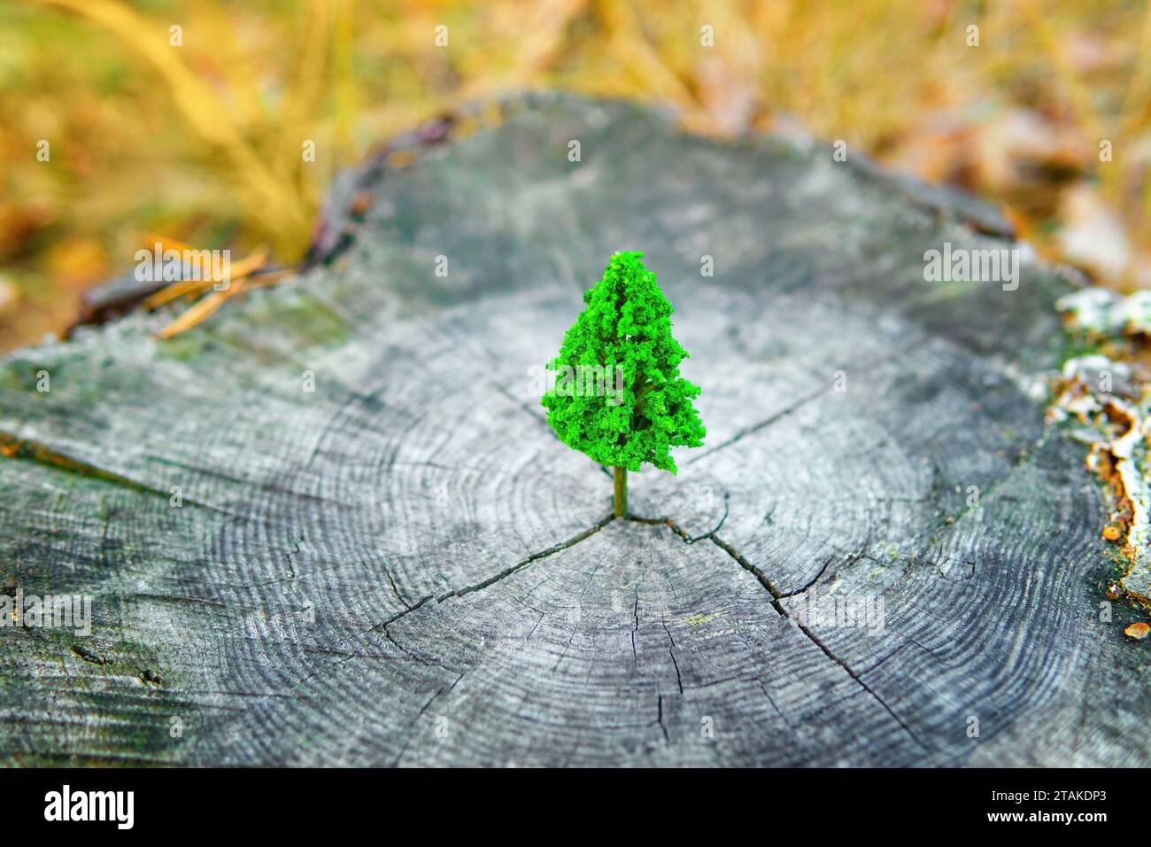 Tiny green tree stands on an old tree stump in the forest ...
