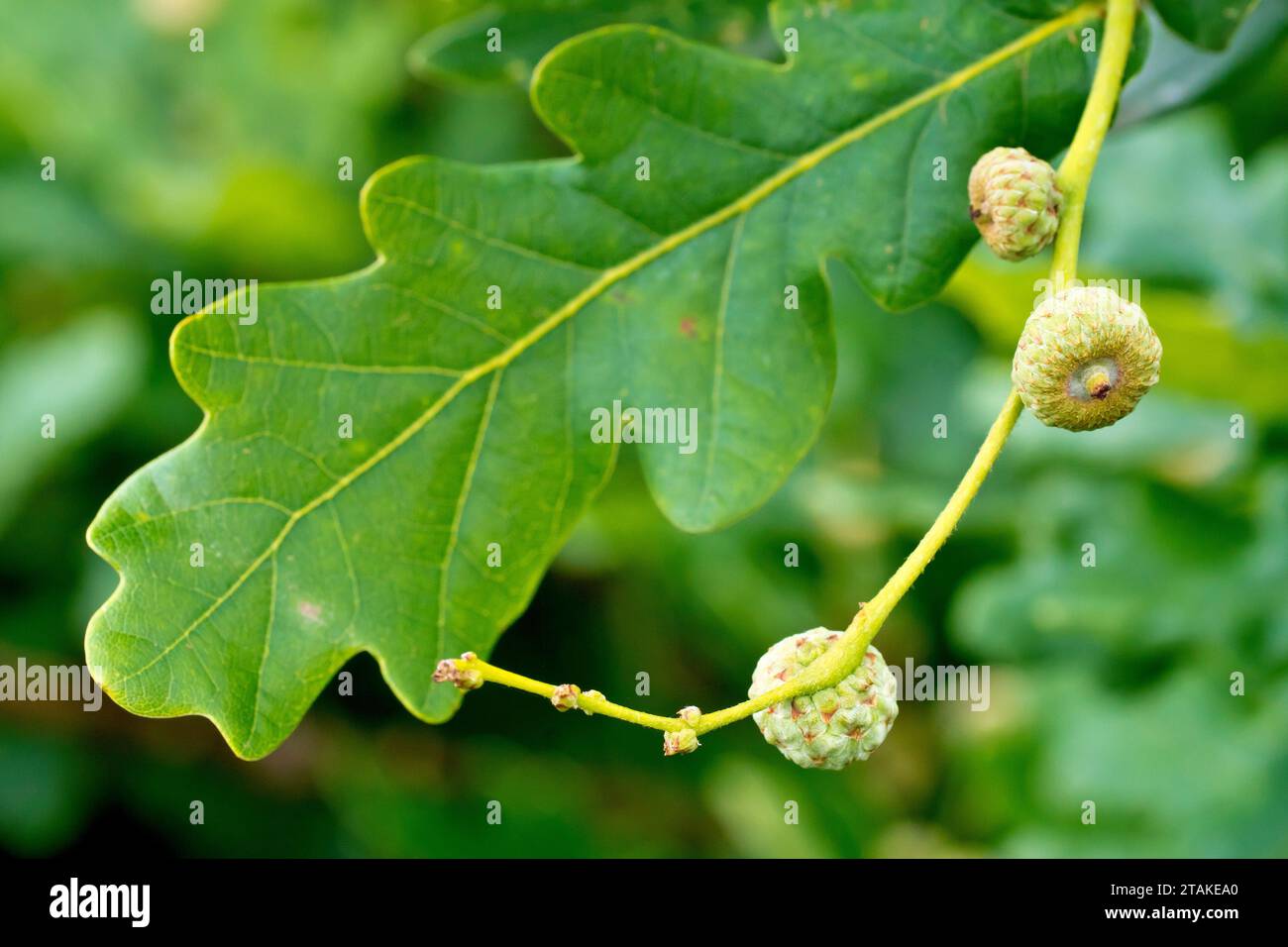 Acorns in uk hi-res stock photography and images - Alamy