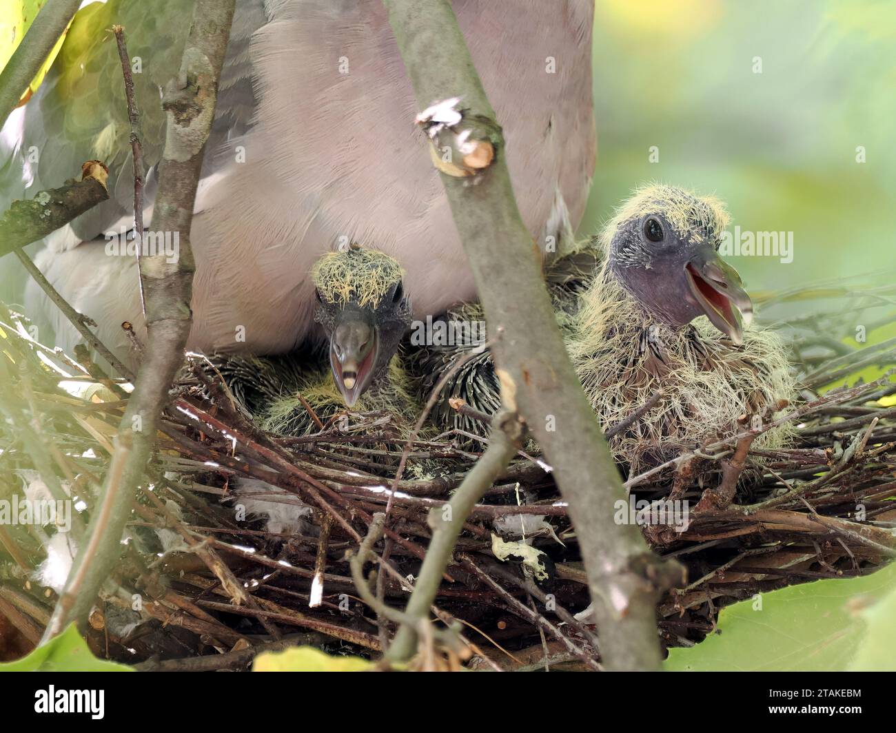common wood pigeon, Ringeltaube, Pigeon ramier, Columba palumbus, örvös ...