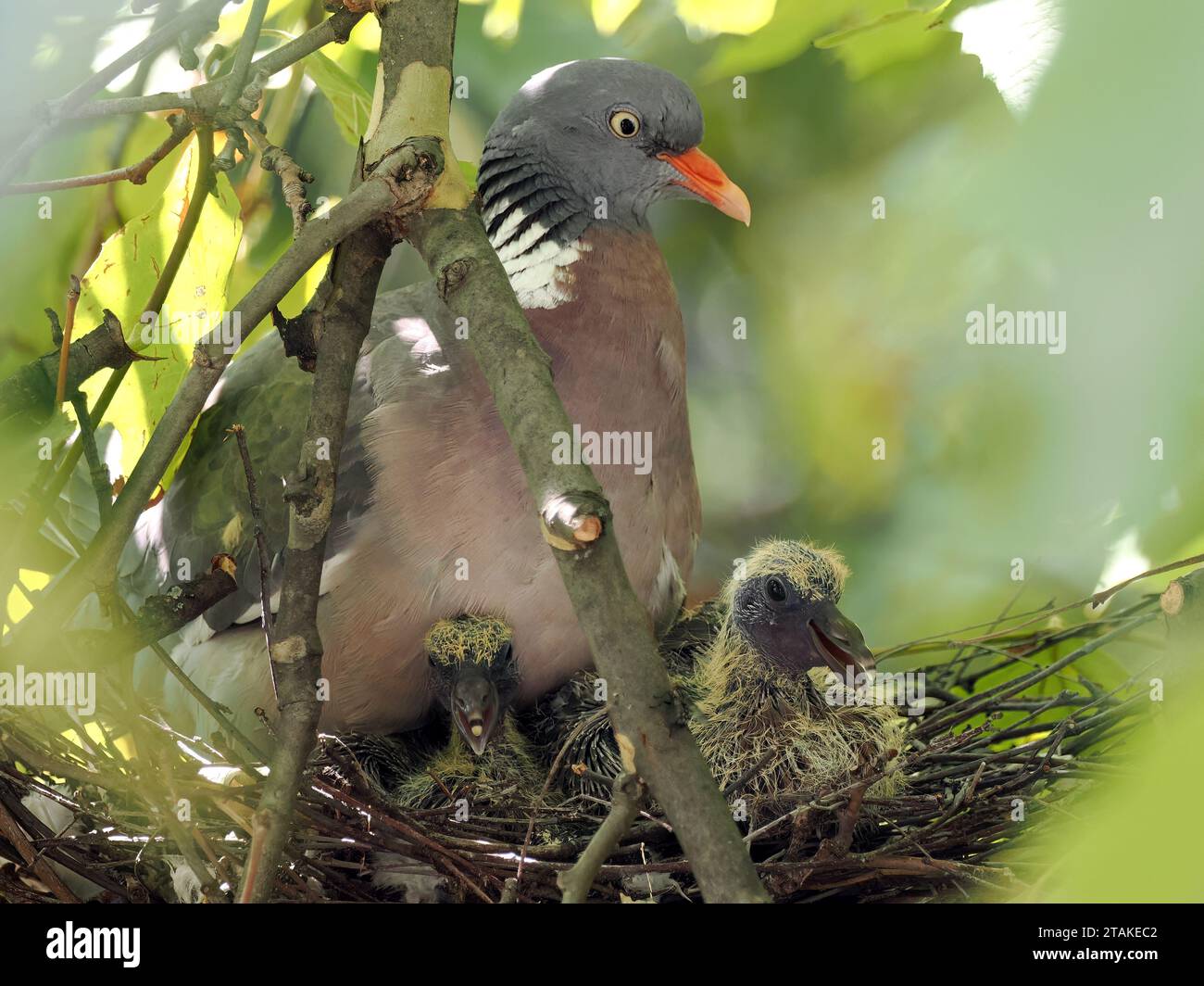 common wood pigeon, Ringeltaube, Pigeon ramier, Columba palumbus, örvös ...