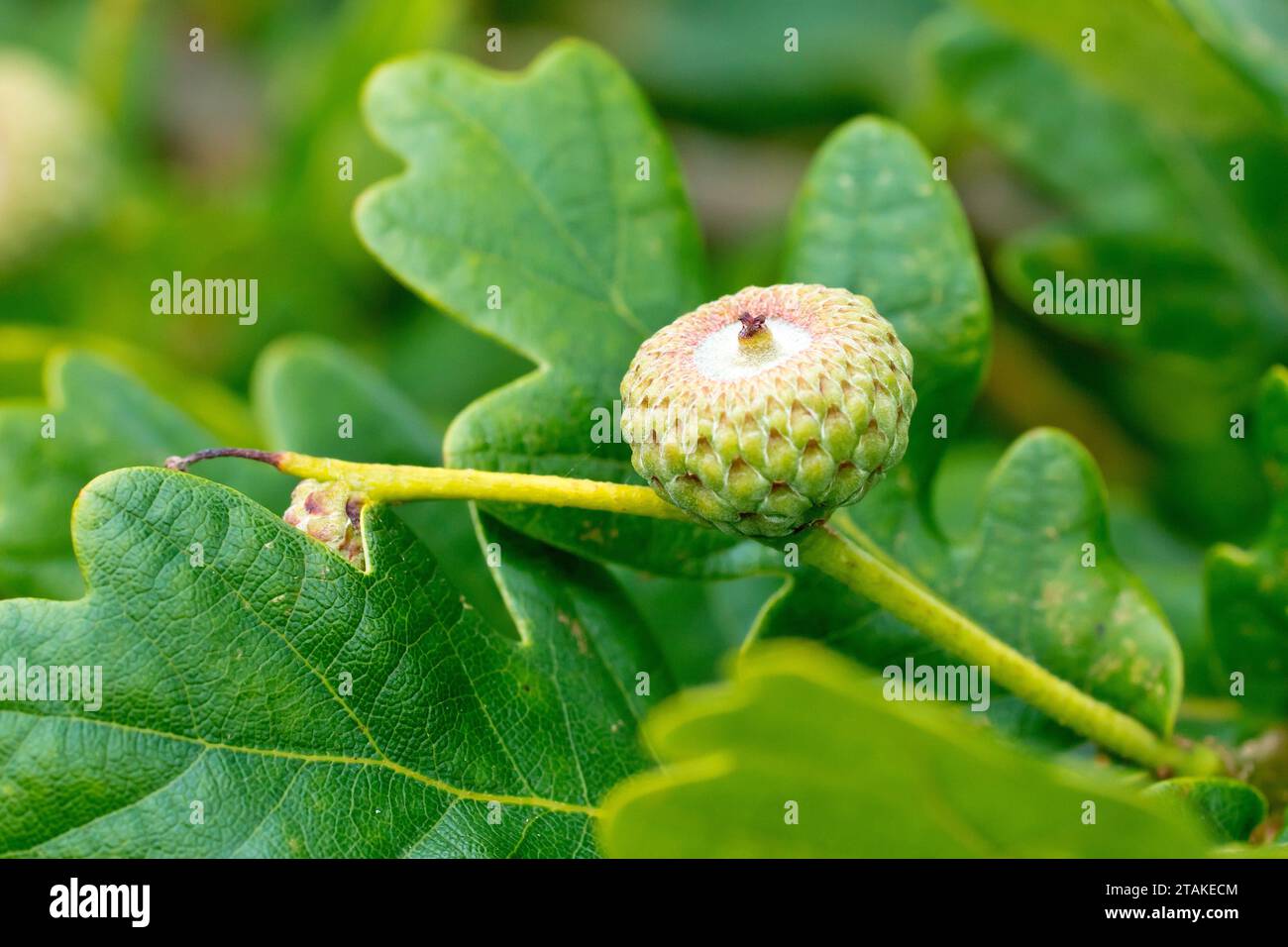 English or Pedunculate Oak (quercus robur), close up showing an acorn ...