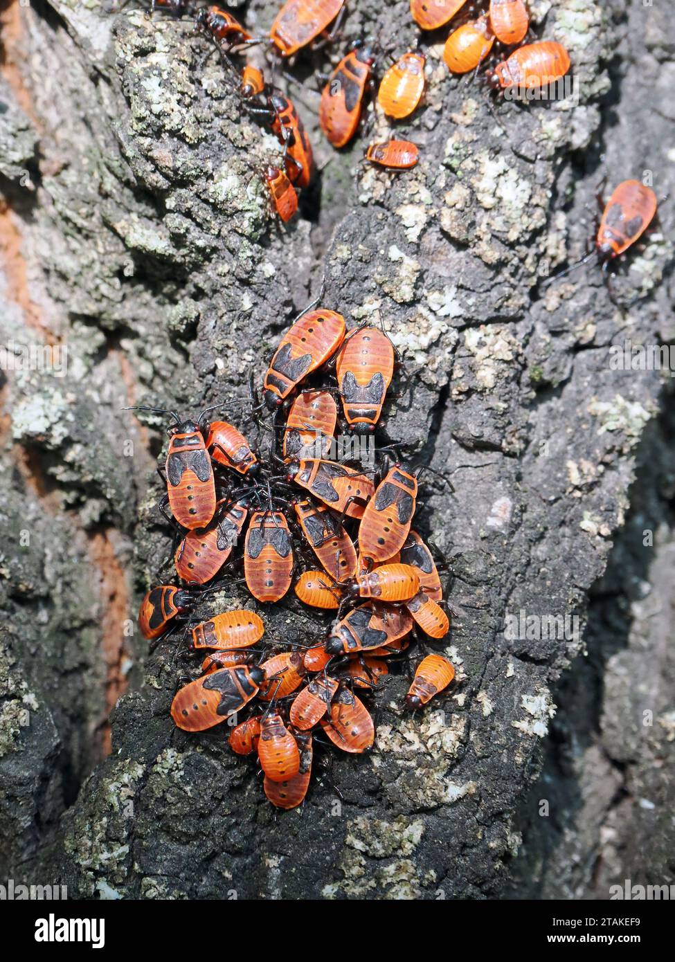 Wanzen larva hi-res stock photography and images - Alamy