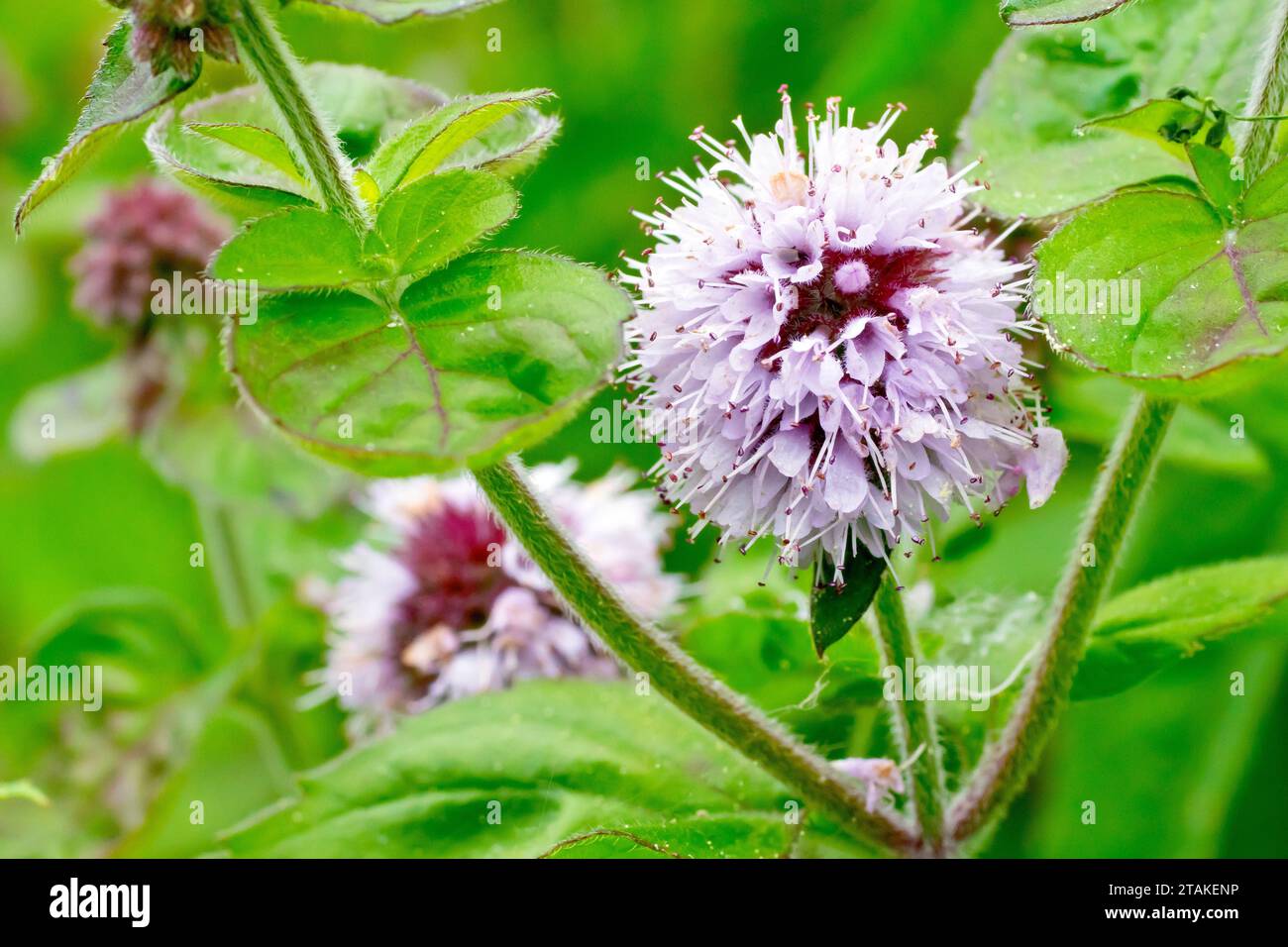 Water Mint (mentha aquatica), close up showing a single round, pink to lilac flowerhead of the ...