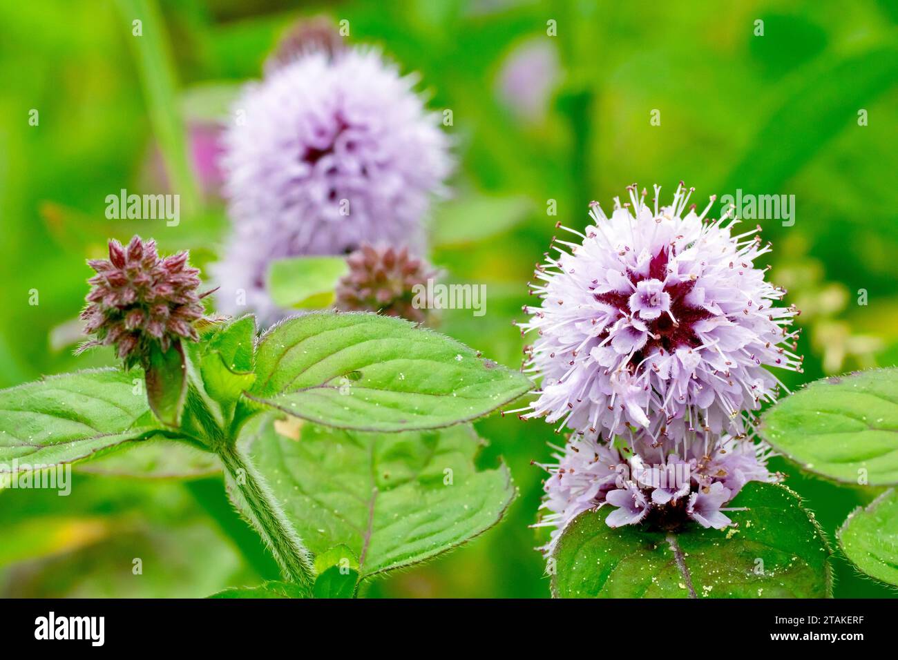 Water Mint (mentha aquatica), close up showing the round, pink to lilac flowerheads of the ...