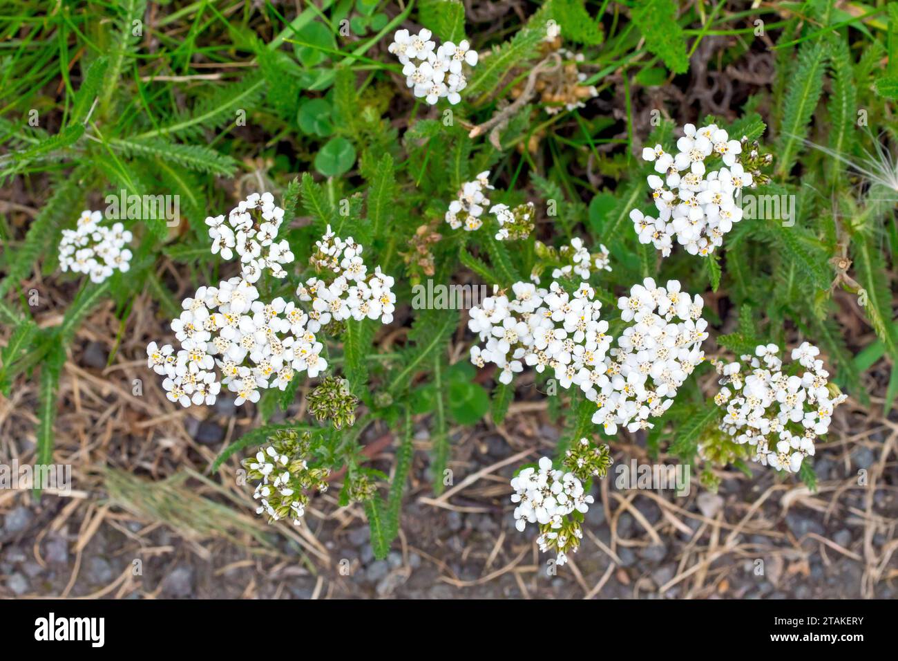 Yarrow (achillea millefolium), close up of a cluster of white ...