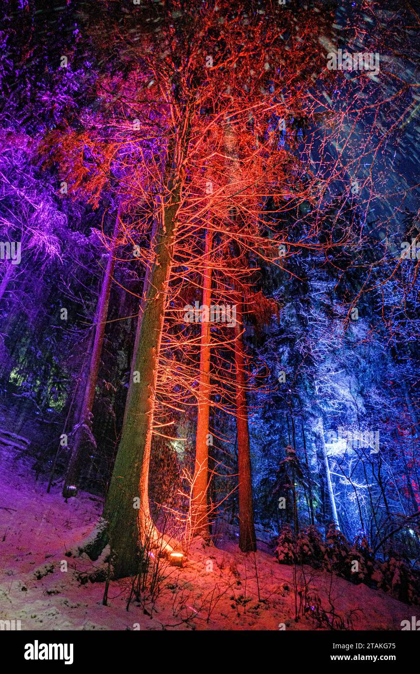 Outdoor illuminated tree stock images. lit tree outside. Outdoor tree ...