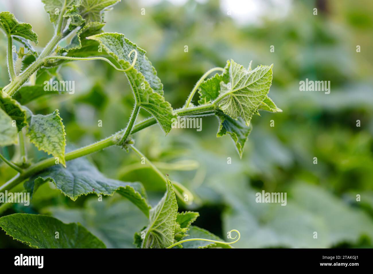 Cucumis sativus plant in the garden. Cucumber plant growing in a ...