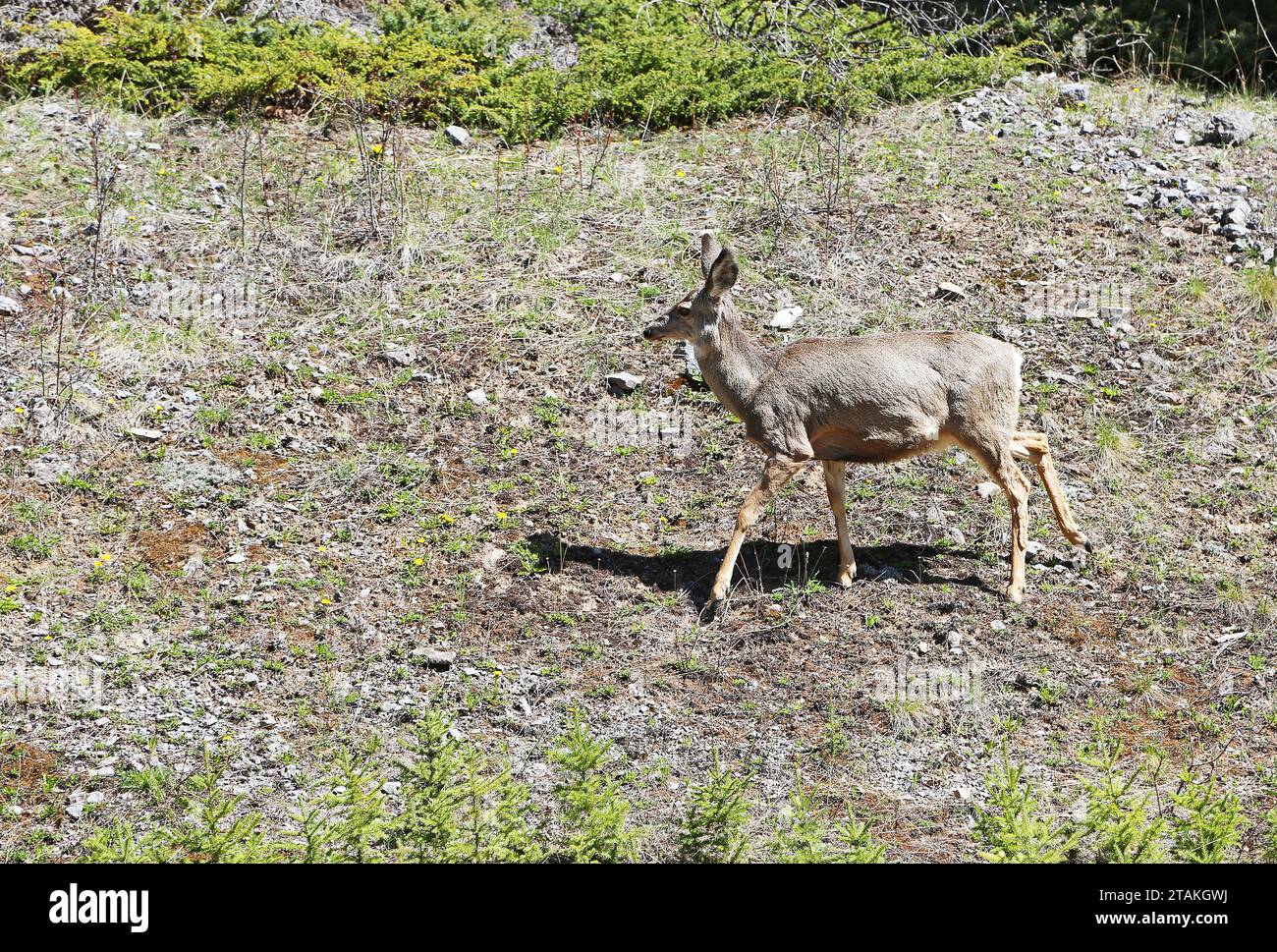 Female deer running, Canada Stock Photo - Alamy