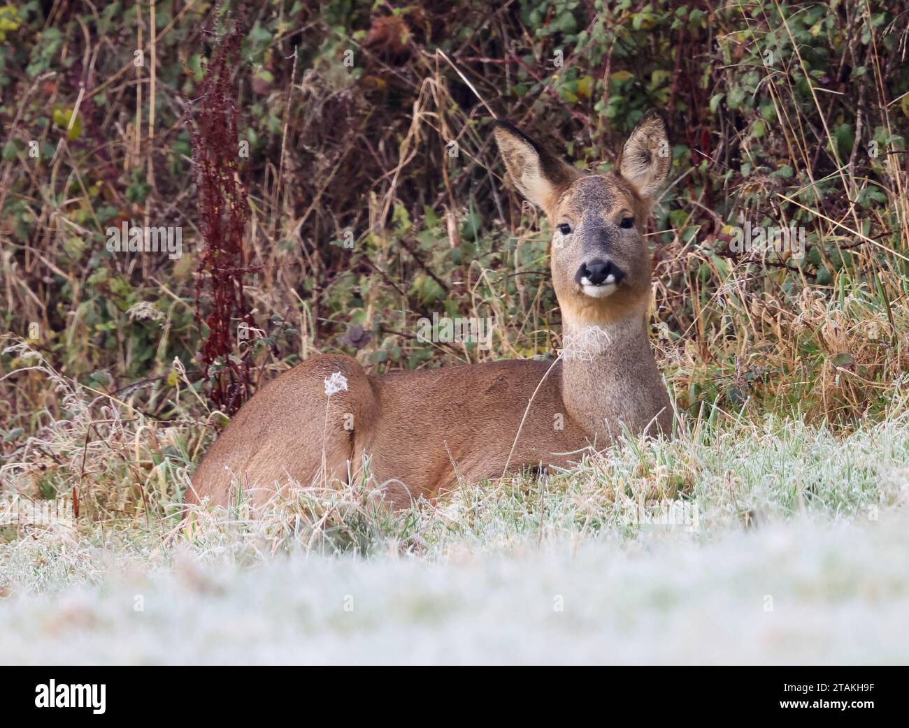 A Roe Deer doe (Capreolus capreolus) in the Cotswold Hills ...