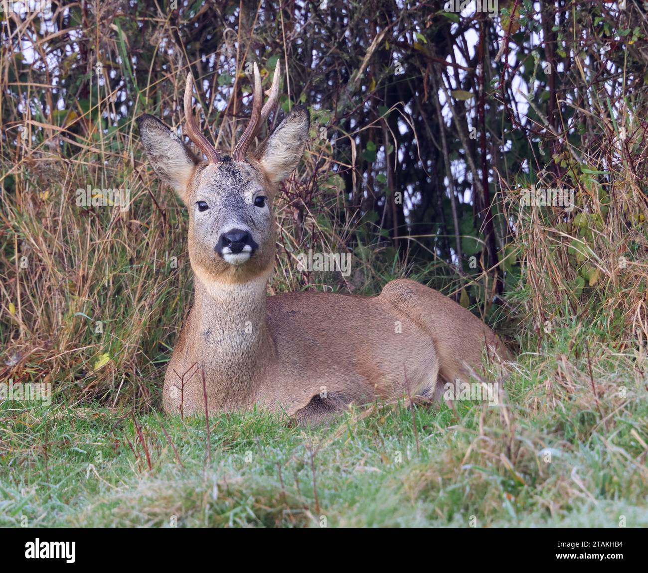 A Roe Deer buck (Capreolus capreolus) in the Cotswold Hills ...