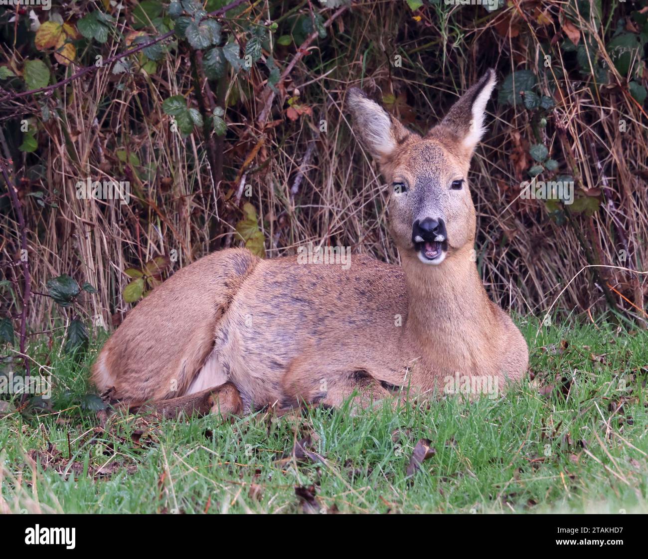 Doe roe deer hi-res stock photography and images - Alamy