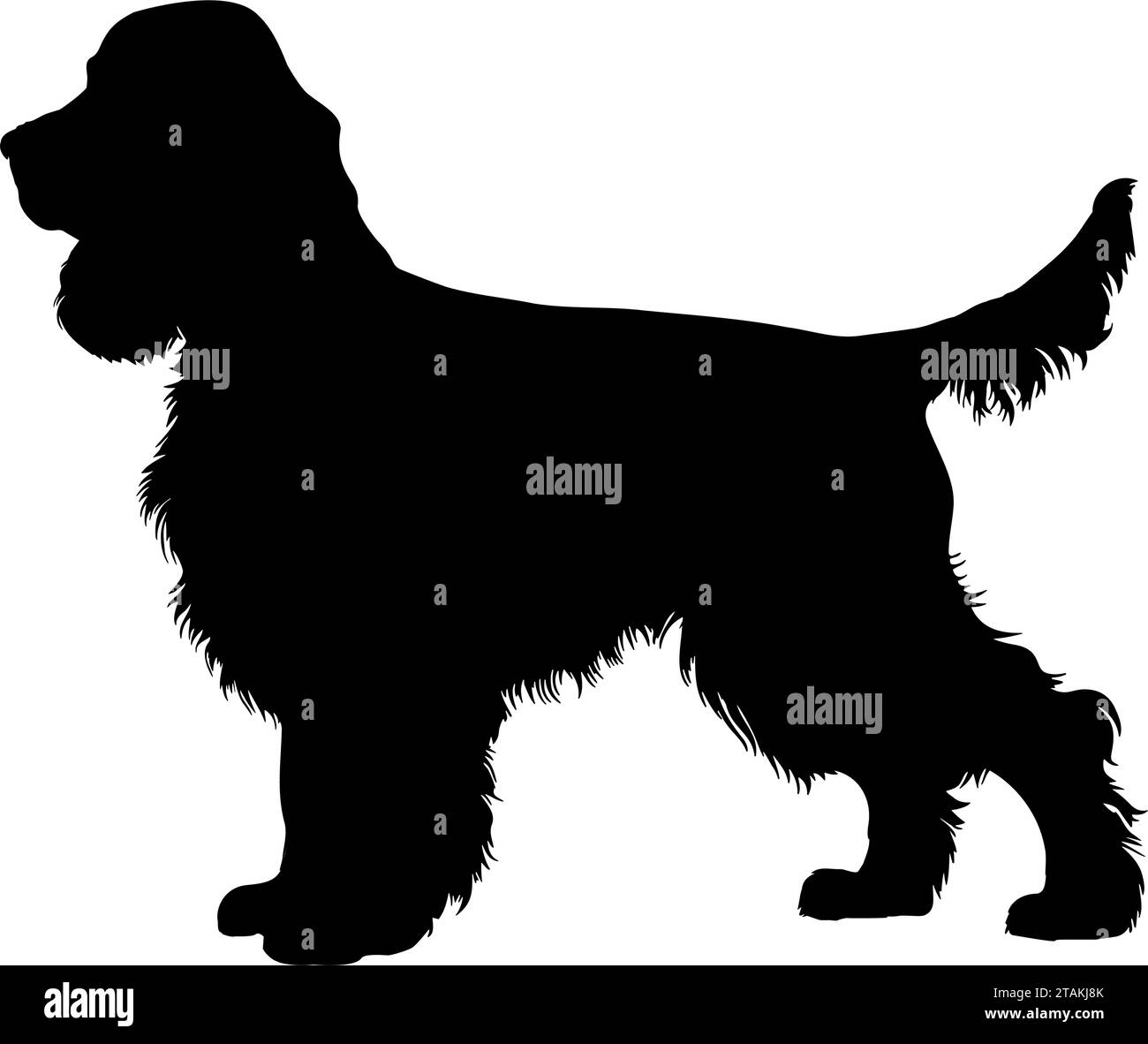 Standing Cocker spaniel Dog silhouette. Vector illustration Stock ...