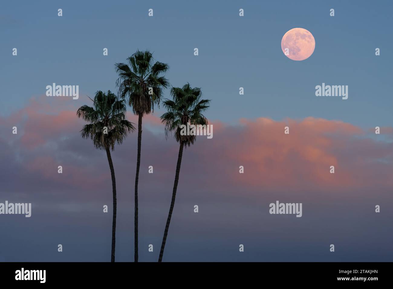 Southern California scene, full moon rising, palm trees, and colorful ...