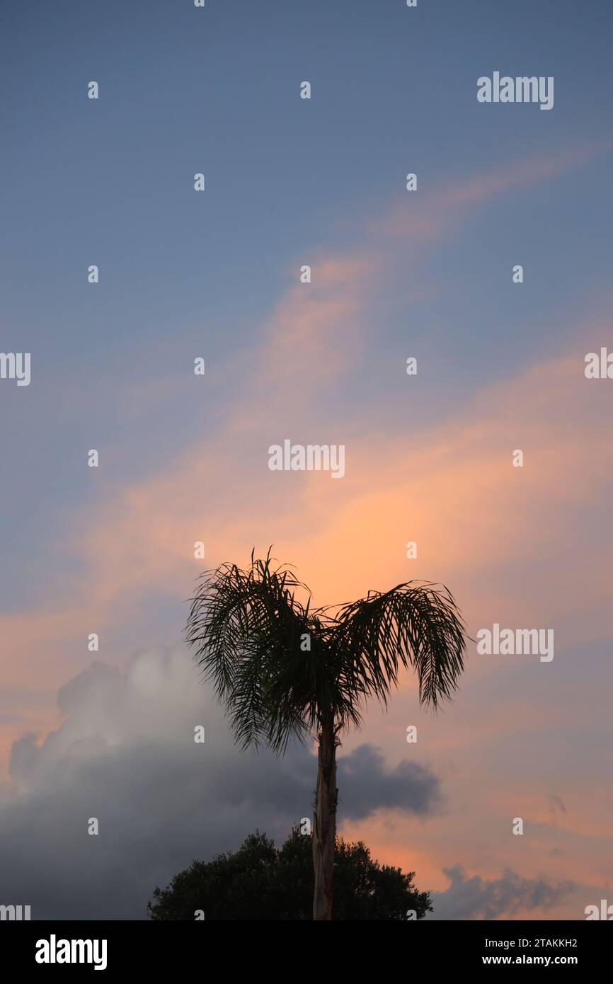Heart of palm tree hi-res stock photography and images - Alamy