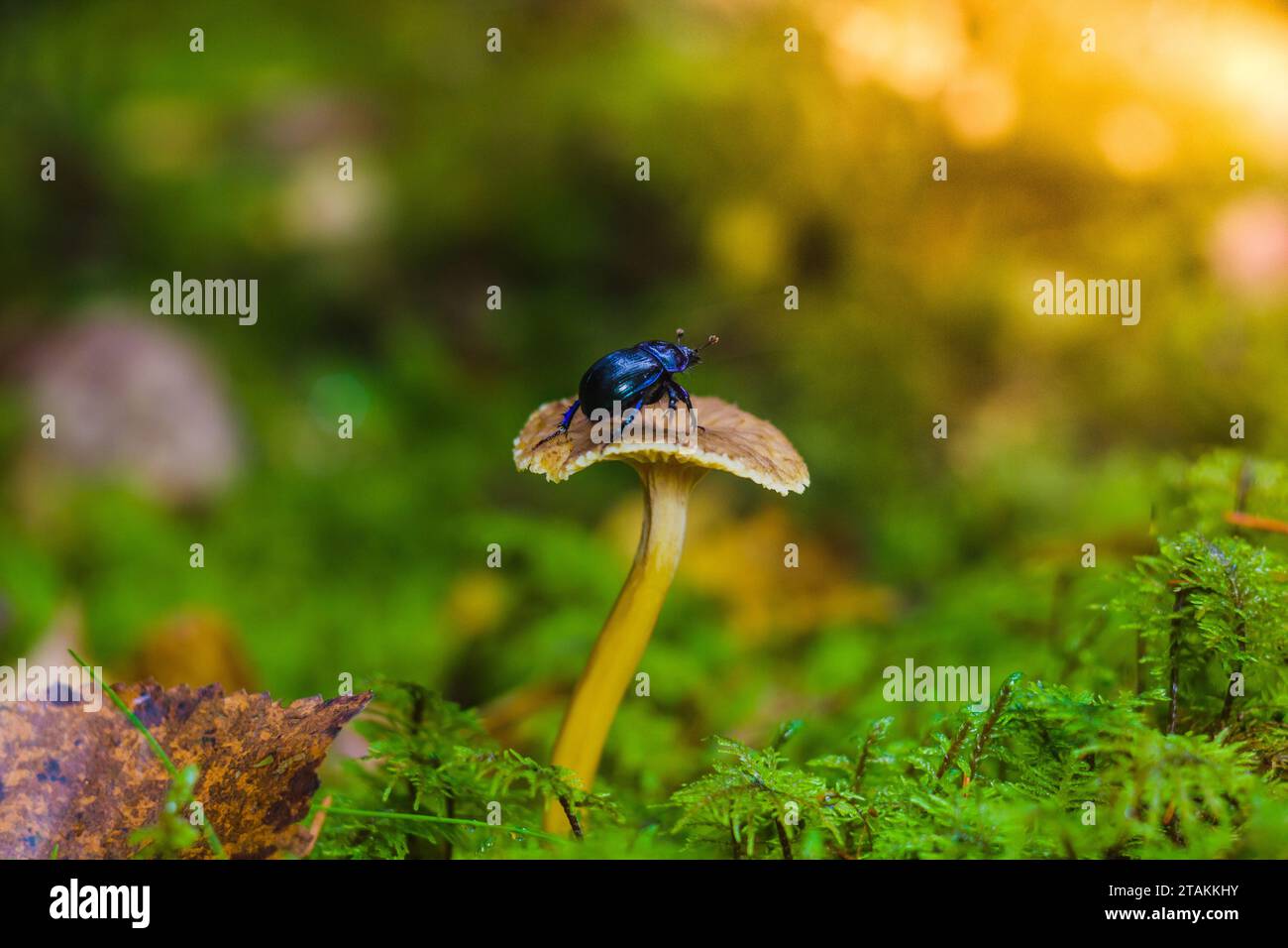 A small insect perched atop a toadstool in a natural forest landscape ...