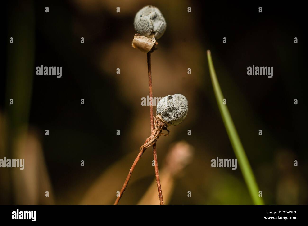 Intertwining stem hi-res stock photography and images - Alamy