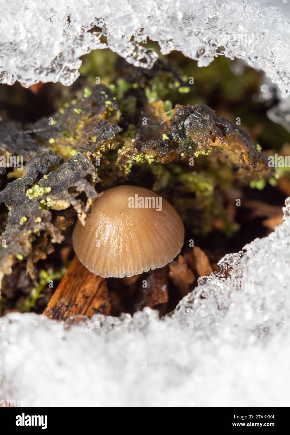 Frozen frosted mushroom hi-res stock photography and images - Alamy